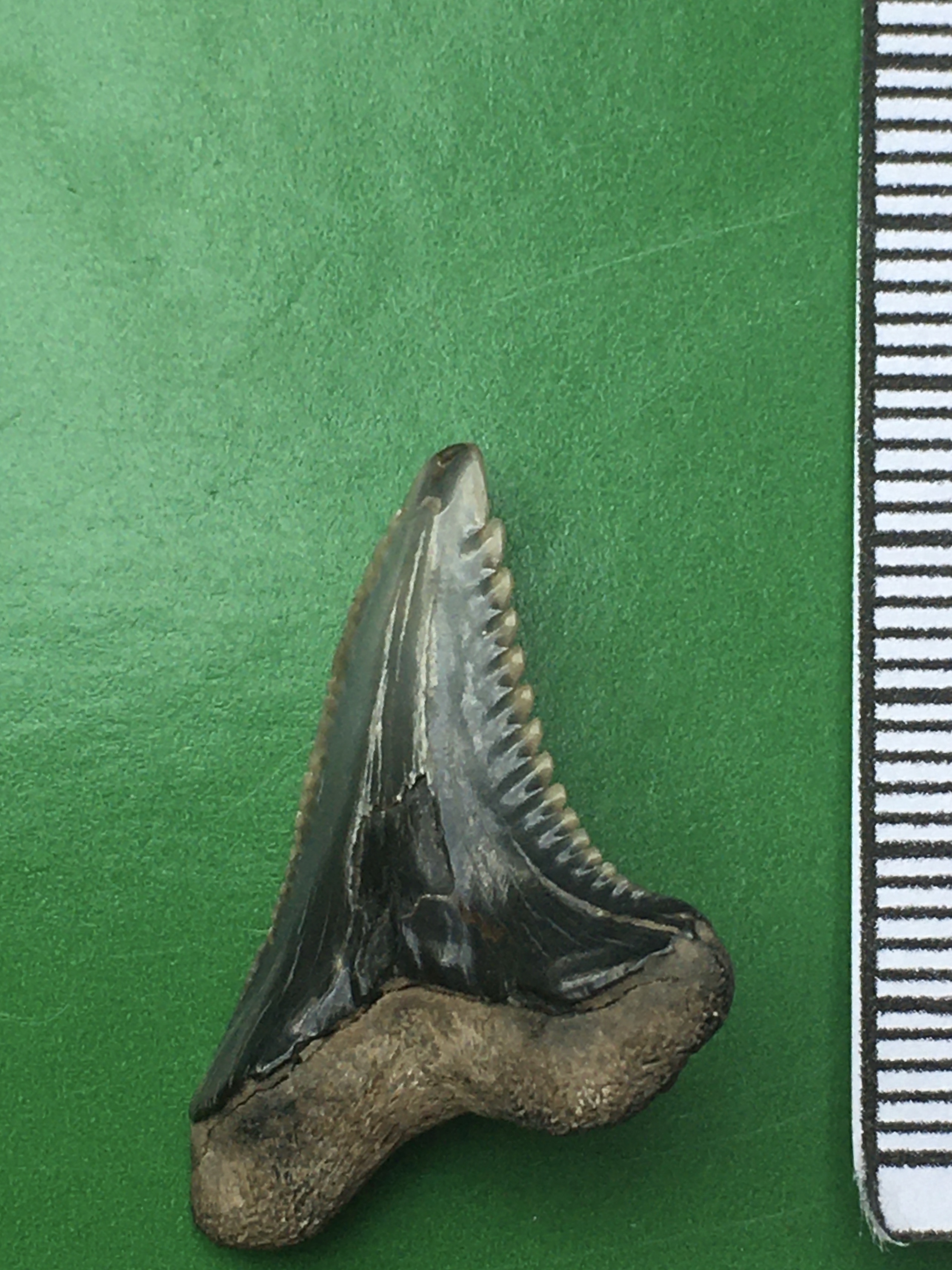 class:gray-shark | Roboflow Universe Search