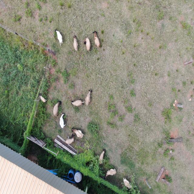 sheep v8 Object Detection Dataset and Pre-Trained Model by marlon