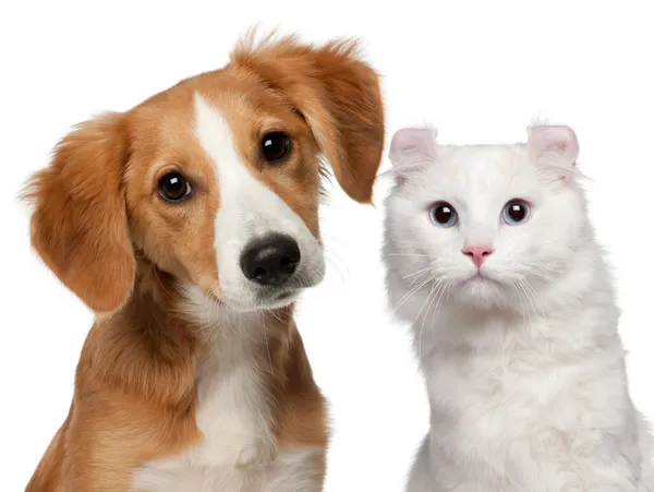 WOpet Life Review: The Ultimate Pet Companion for Modern Owners