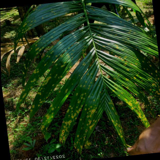 Arecanut Disease Identification Object Detection Dataset V4 2023 06 18 10 45pm By Aimit