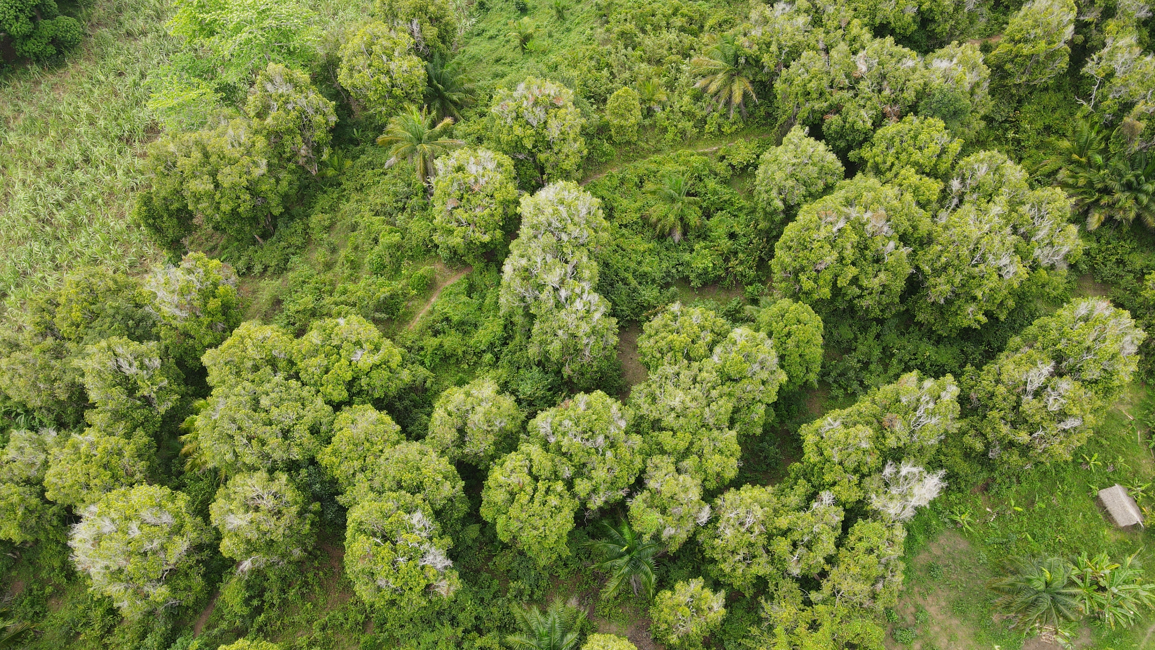 Trees Instance Segmentation Model by Msabah