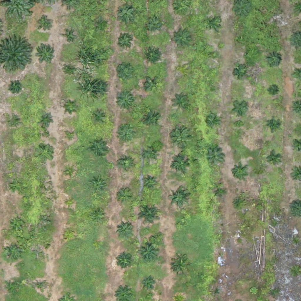 Clove_Trees Object Detection Dataset by Msabah