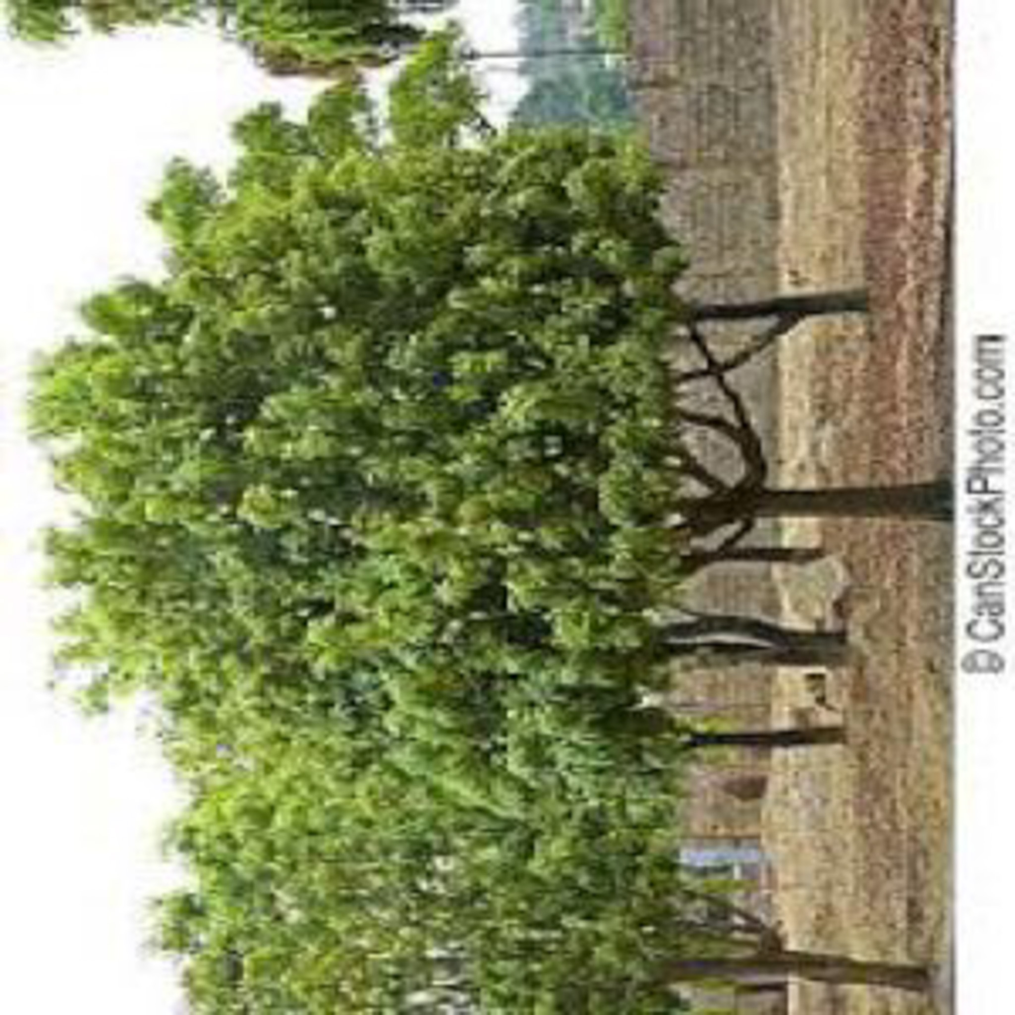 tree demo Instance Segmentation Dataset and Pre-Trained Model by Oregon ...