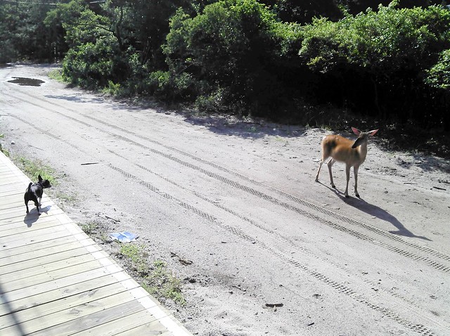 Animal dataset Object Detection Model by Alfezy