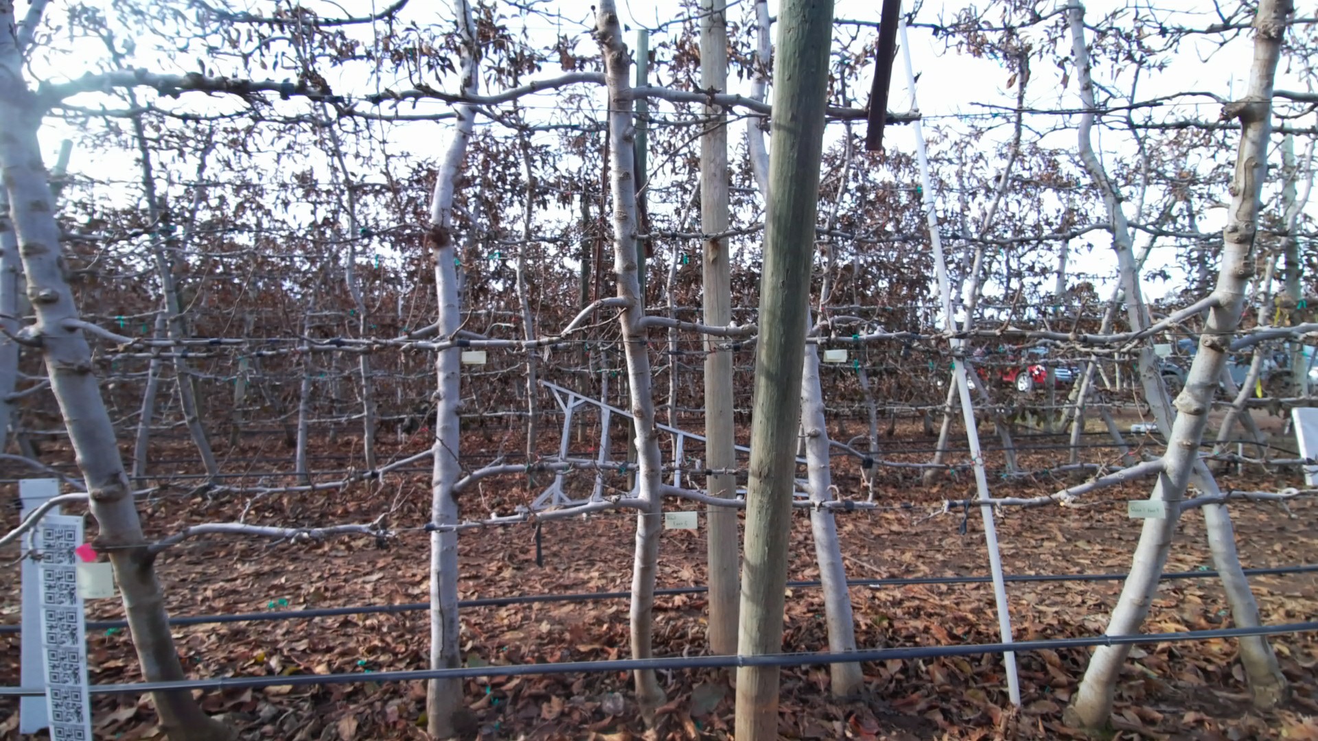 Trees Instance Segmentation Dataset V3 2024 11 11 3 56pm By Trees