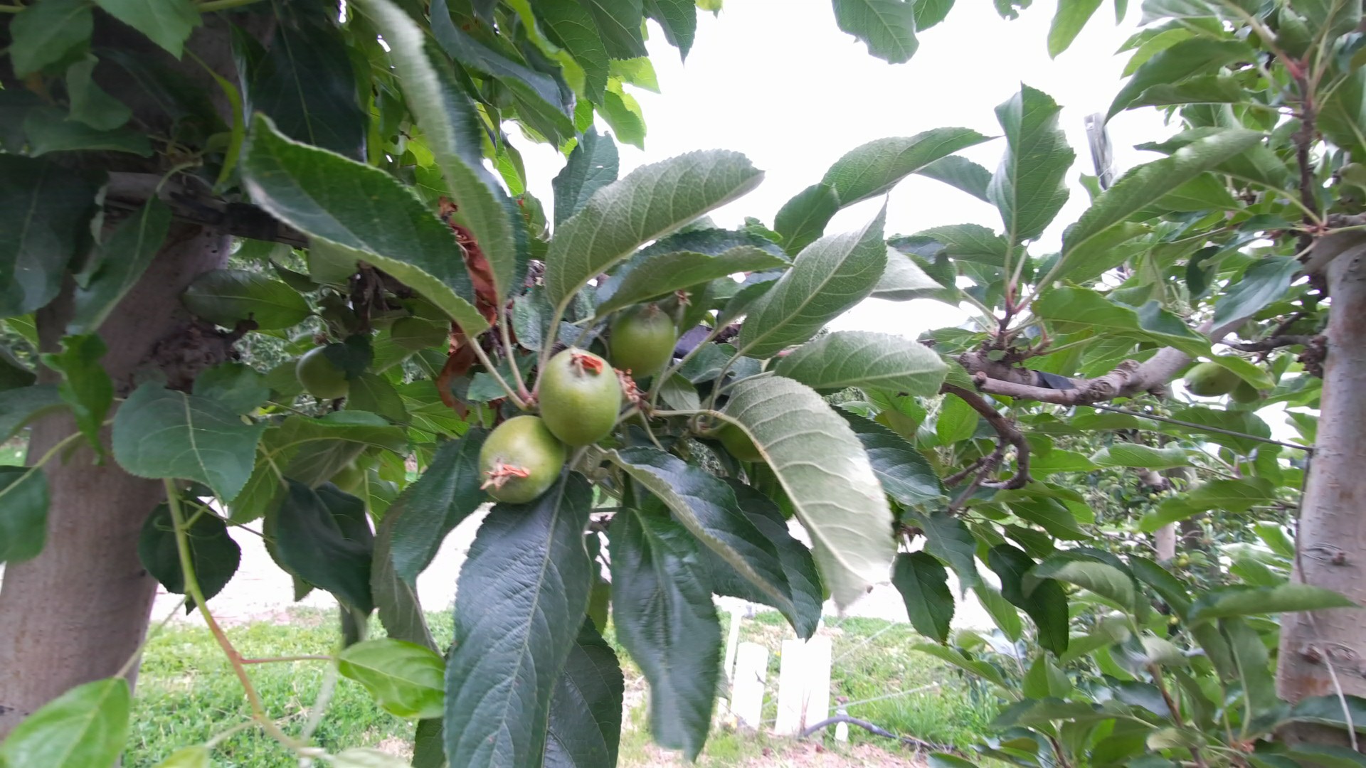 CycleGANproject Instance Segmentation Dataset by TREES