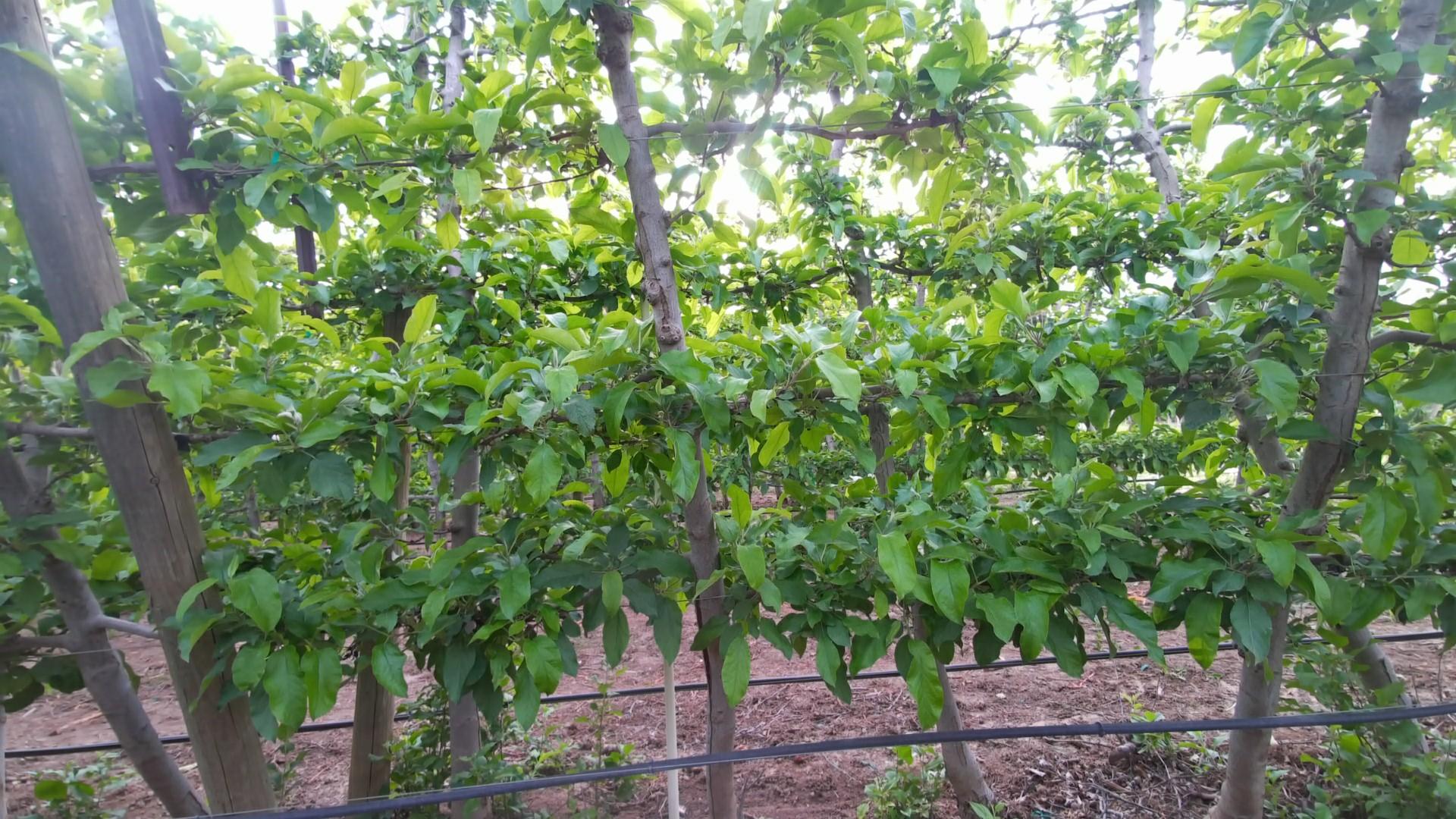 Canopy Instance Segmentation Dataset by TREES