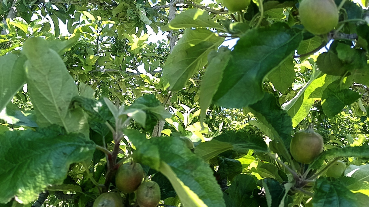 GreenApple Object Detection Model by TREES