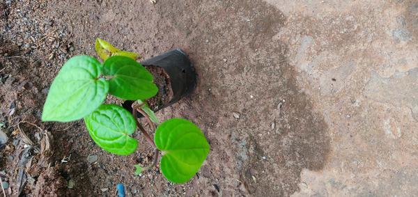 Herbal Plant Object Detection Dataset And Pre Trained Model By Personal