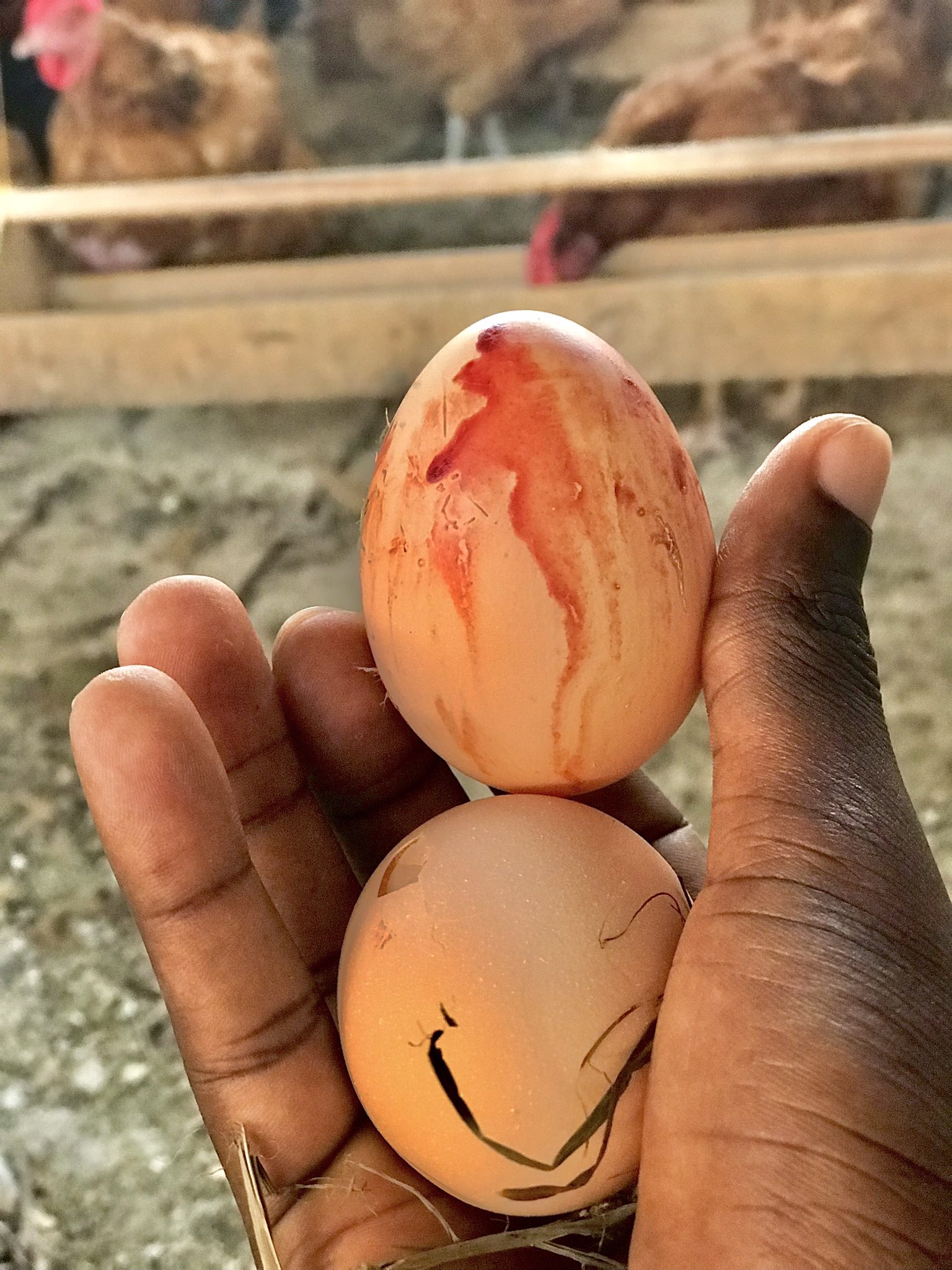 Egg quality grading Object Detection Model by Egg quality grading