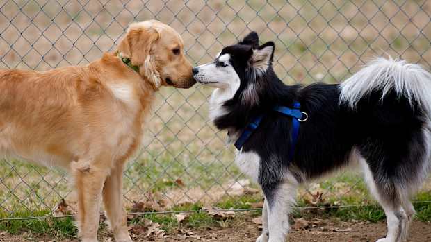 Dog breeds Object Detection Dataset and Pre-Trained Model by Chom1132