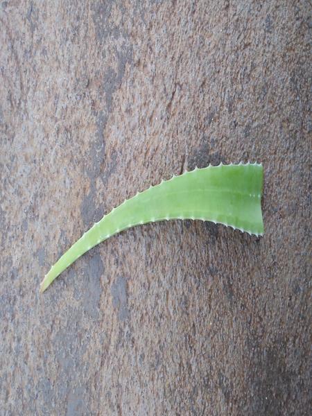 Plant Object Detection Dataset By Plant Dataset