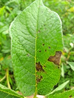 lateblight detection - Roboflow Universe