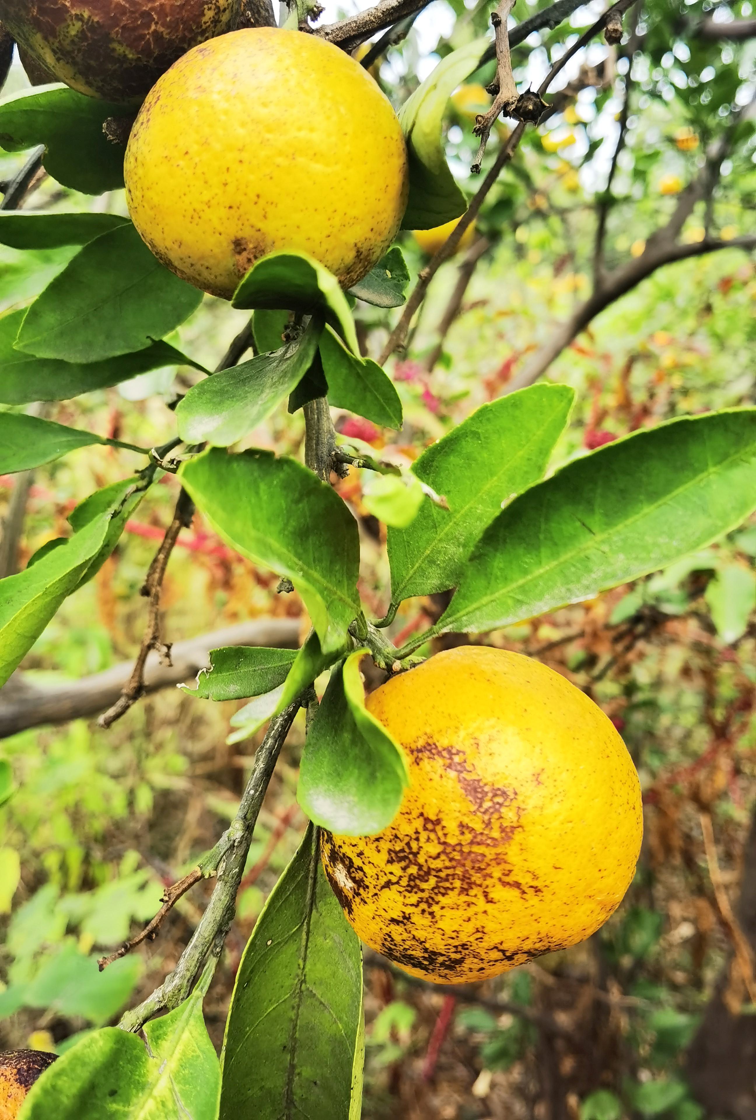Plants Disease Detection Object Detection Dataset And Pre Trained Model