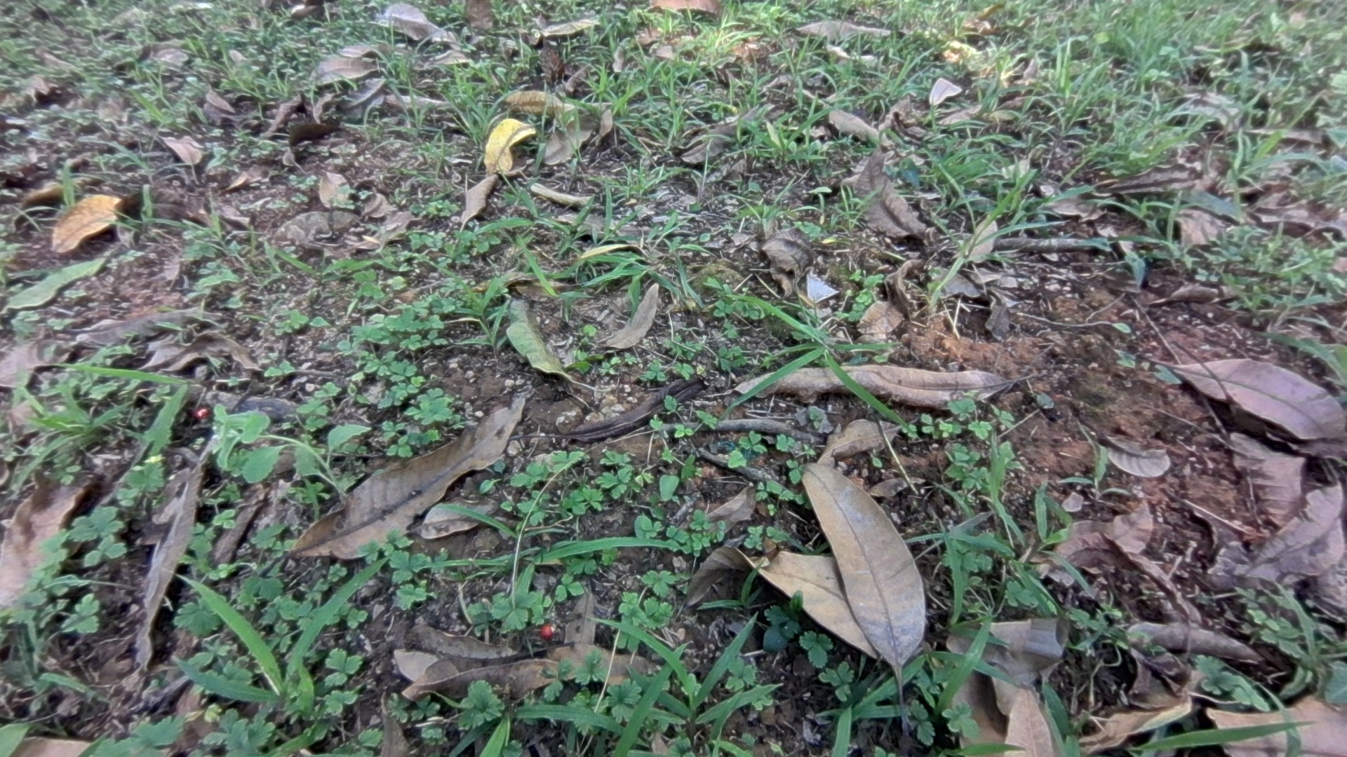 lawn-recognition Semantic Segmentation Dataset by gdut