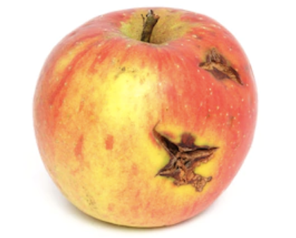 fresh and rotten fruits 2 Object Detection Model by alrz nt