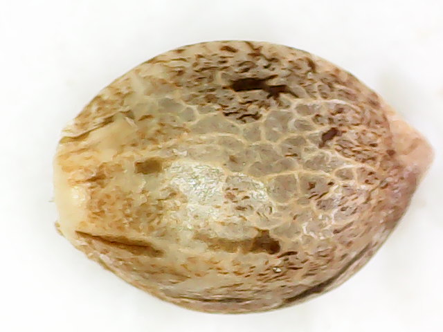 cannabis Object Detection Dataset by GKNN