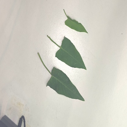 Kangkung Growth Detection Object Detection Dataset by SAARVIN KUMAR ...