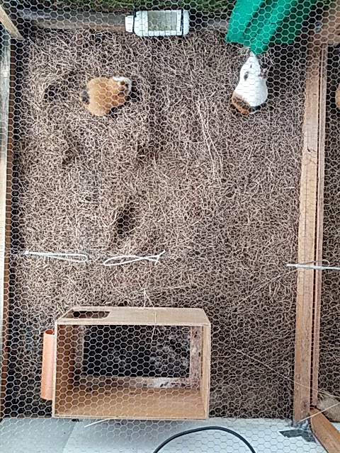 How to Use the Prueba Object Detection API