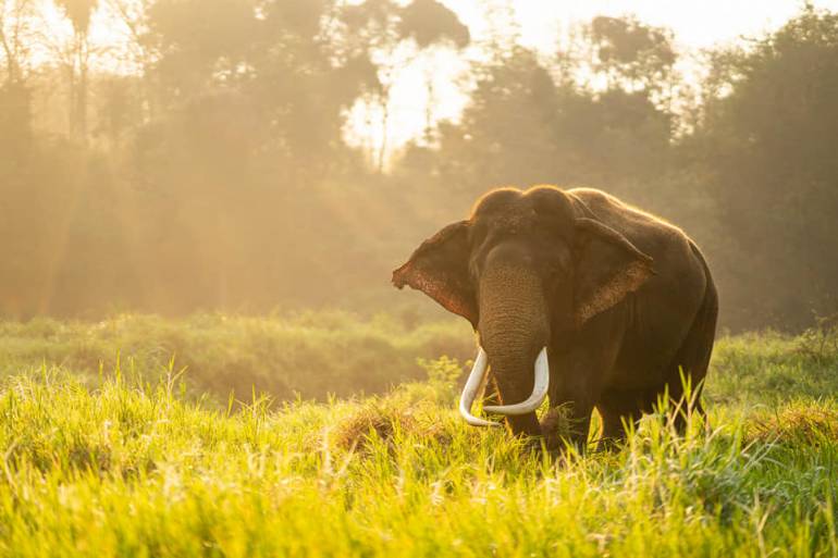 Animal detection Object Detection Model by Mink