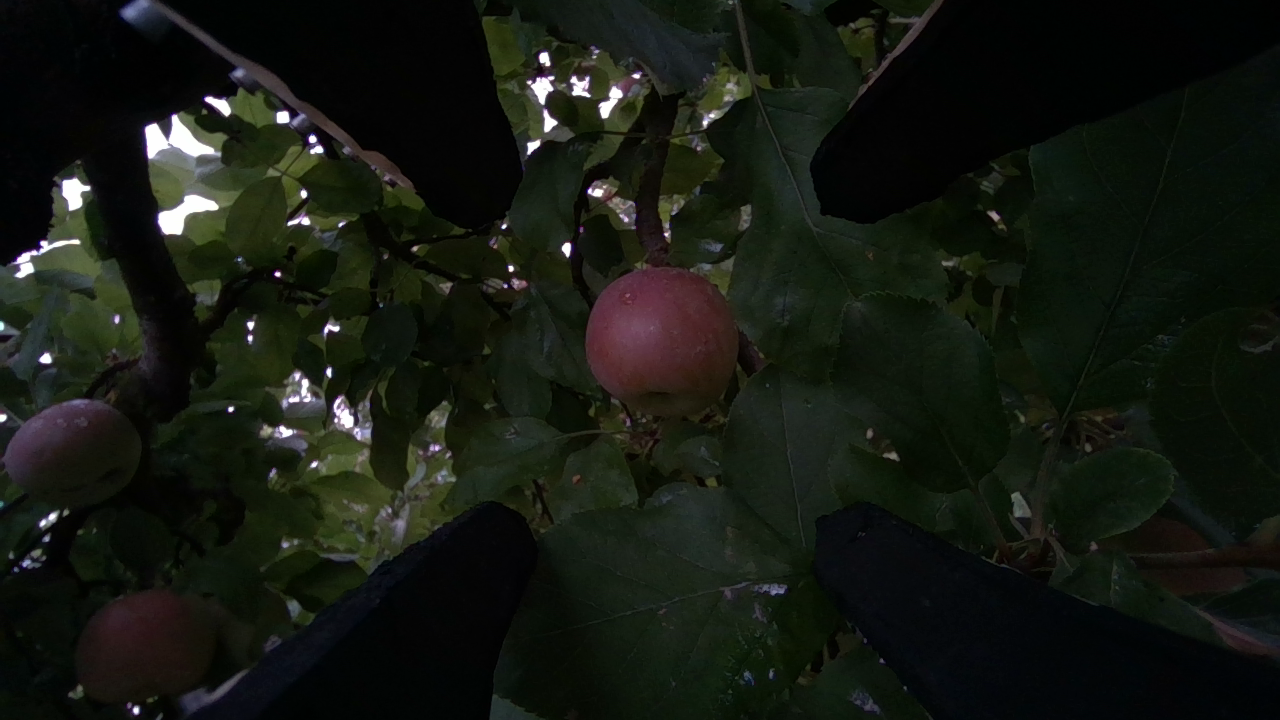 Canopy Classification 2025 - Roboflow Universe