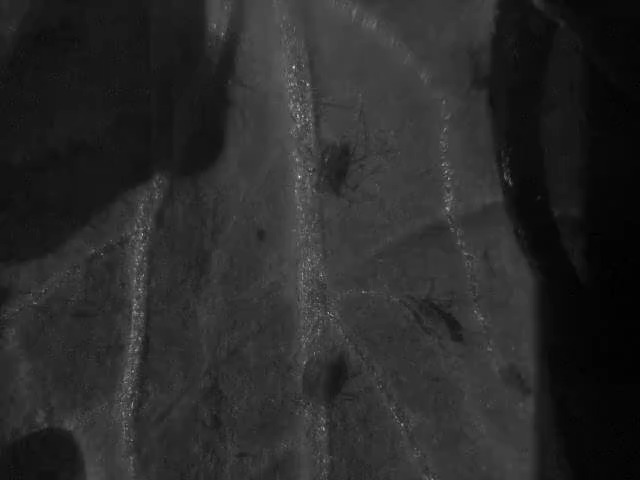 Insect Detection Object Detection Dataset By Hand Gestures