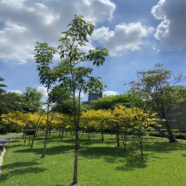 tree3 Object Detection Dataset and Pre-Trained Model by suchanon phikultong