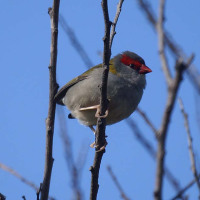 How to Use the Birds Object Detection API