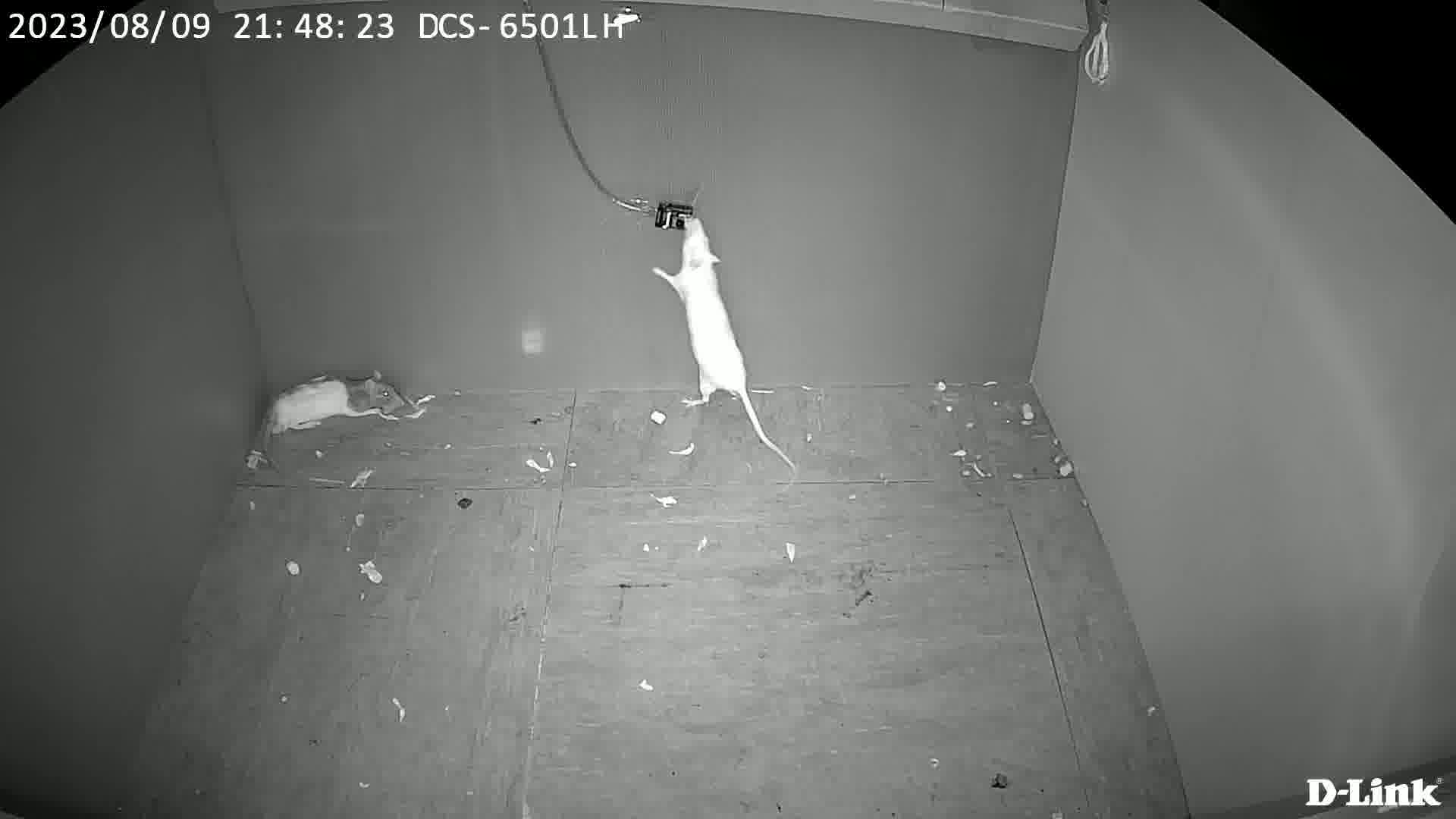 Mice Object Detection Dataset By Project Xspnf
