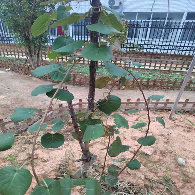 plant_detector Object Detection Dataset and Pre-Trained Model by helloooww