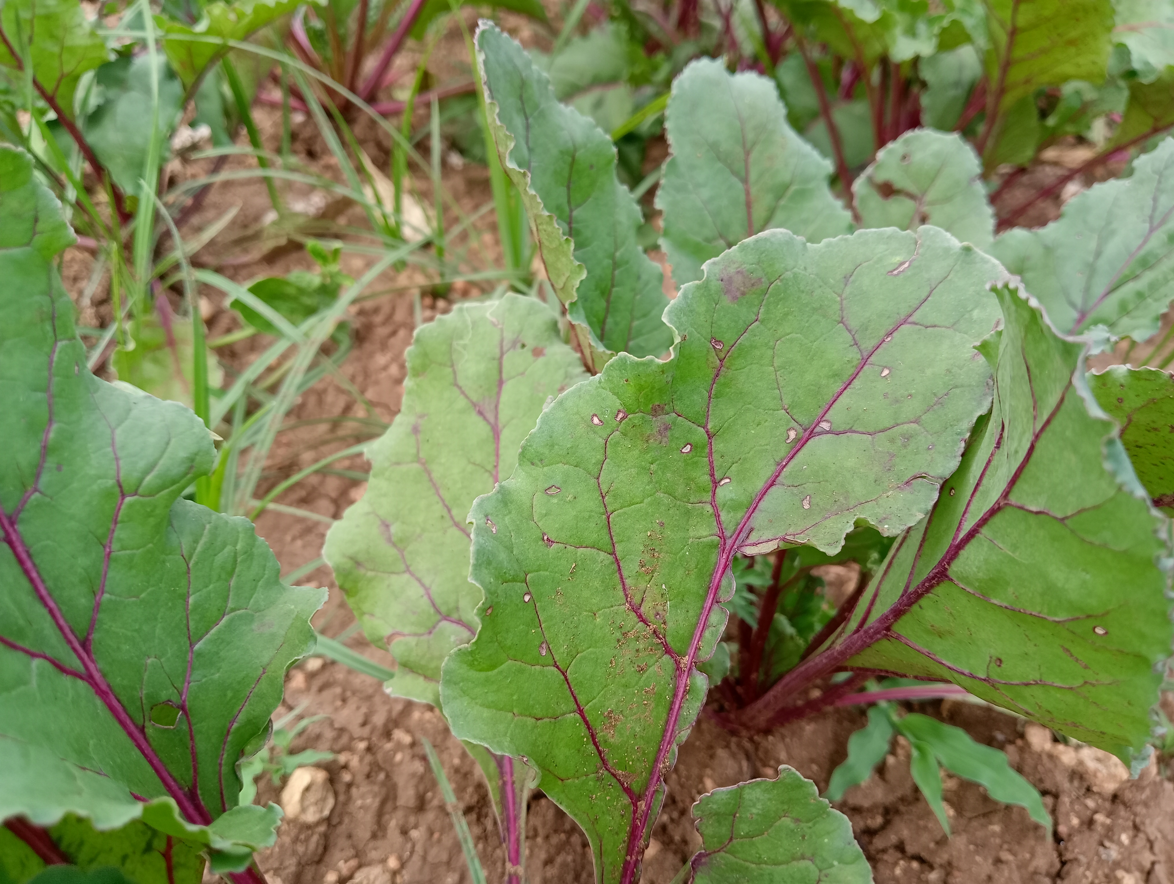leaf spot Object Detection Model by Letspro