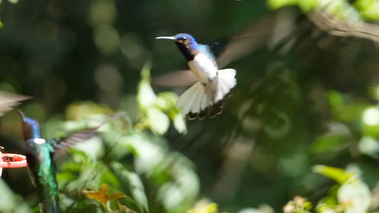 Birds Flying Detection Object Detection Dataset By Madhu