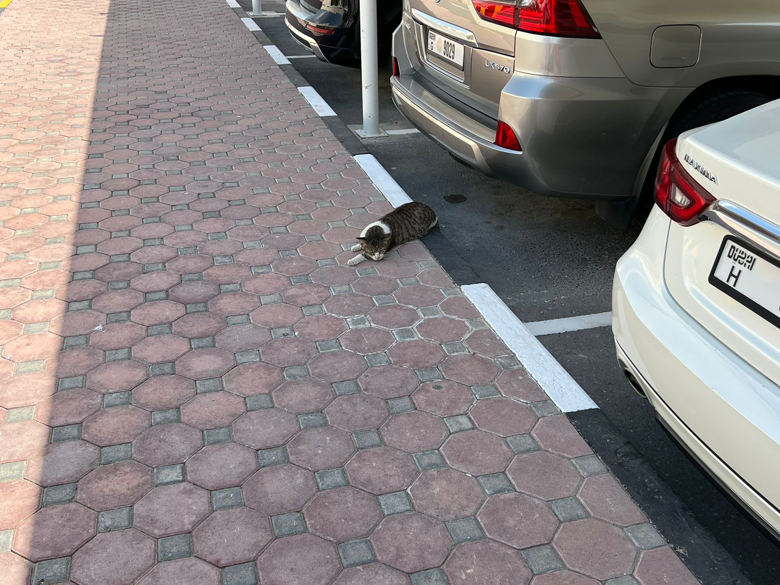 AUS Cat Detector Object Detection Dataset by COE 476 AUS Cat Detector HW Group 7