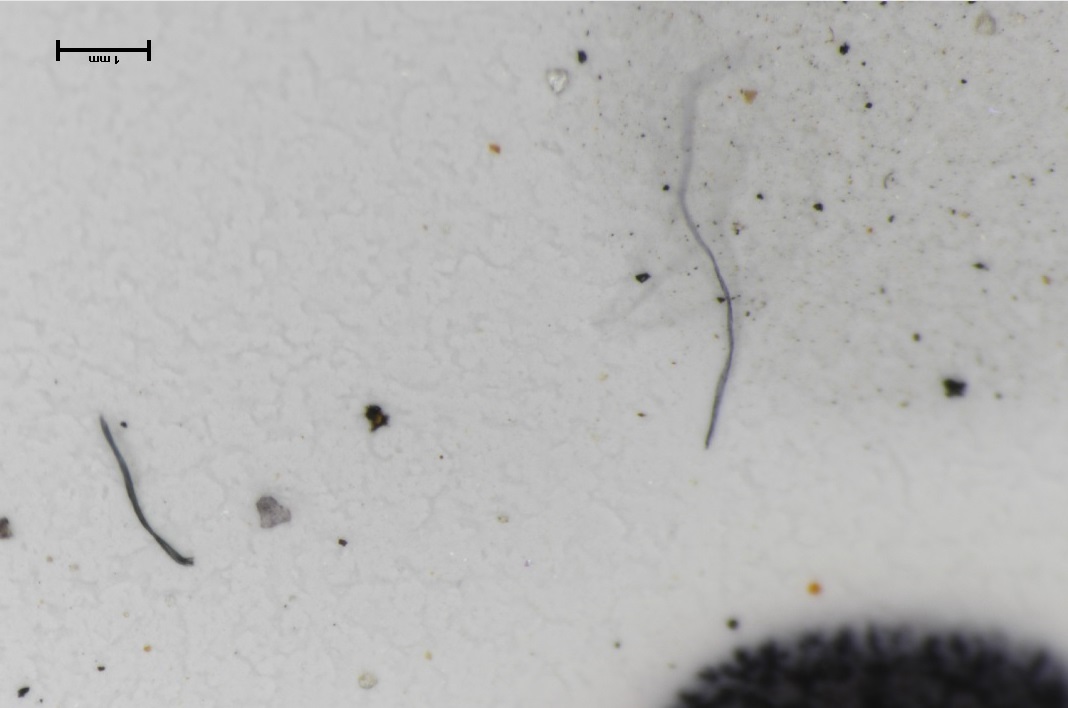 Microplastics Object Detection Dataset and Pre-Trained Model by raf