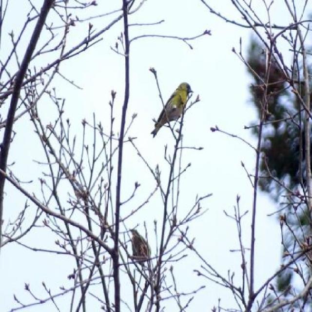 E-moulouya bdd Object Detection Dataset by HABACK Olivia