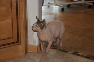 KLASIFIKASI RAS KUCING Object Detection Model by JaringanSyarafTiruan