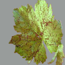 grape Classification Model by Subhanpace