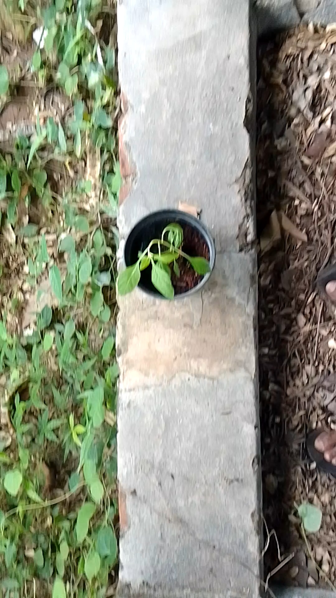 chilli_tracking Object Detection Dataset by Prakhar Patidar