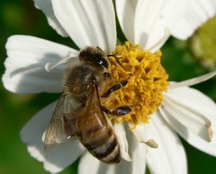 bee_detection_roboflow Object Detection Dataset by jong