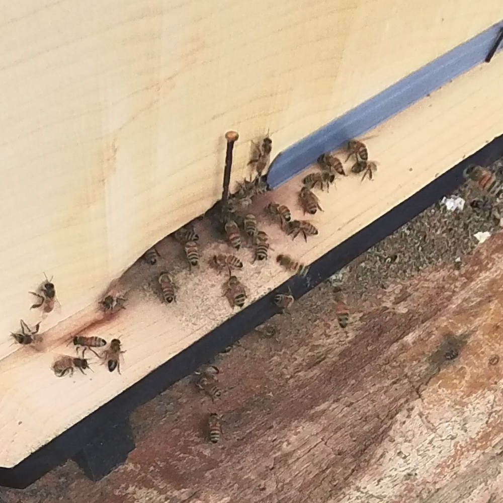 bee_Detection_realV2 Object Detection Dataset by jong