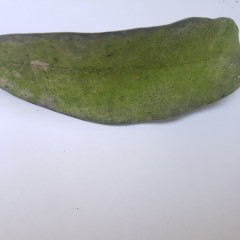 MangoWise_i Instance Segmentation Model by Mango leaves