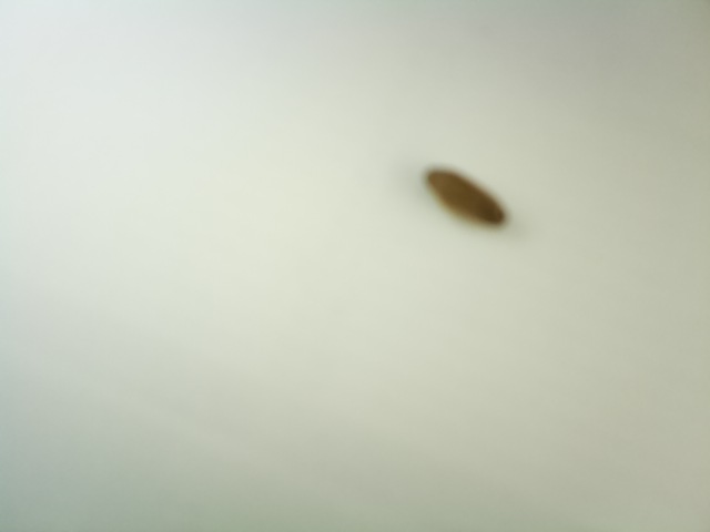 Rasp Seeds Detection Object Detection Dataset By Datasetdetection