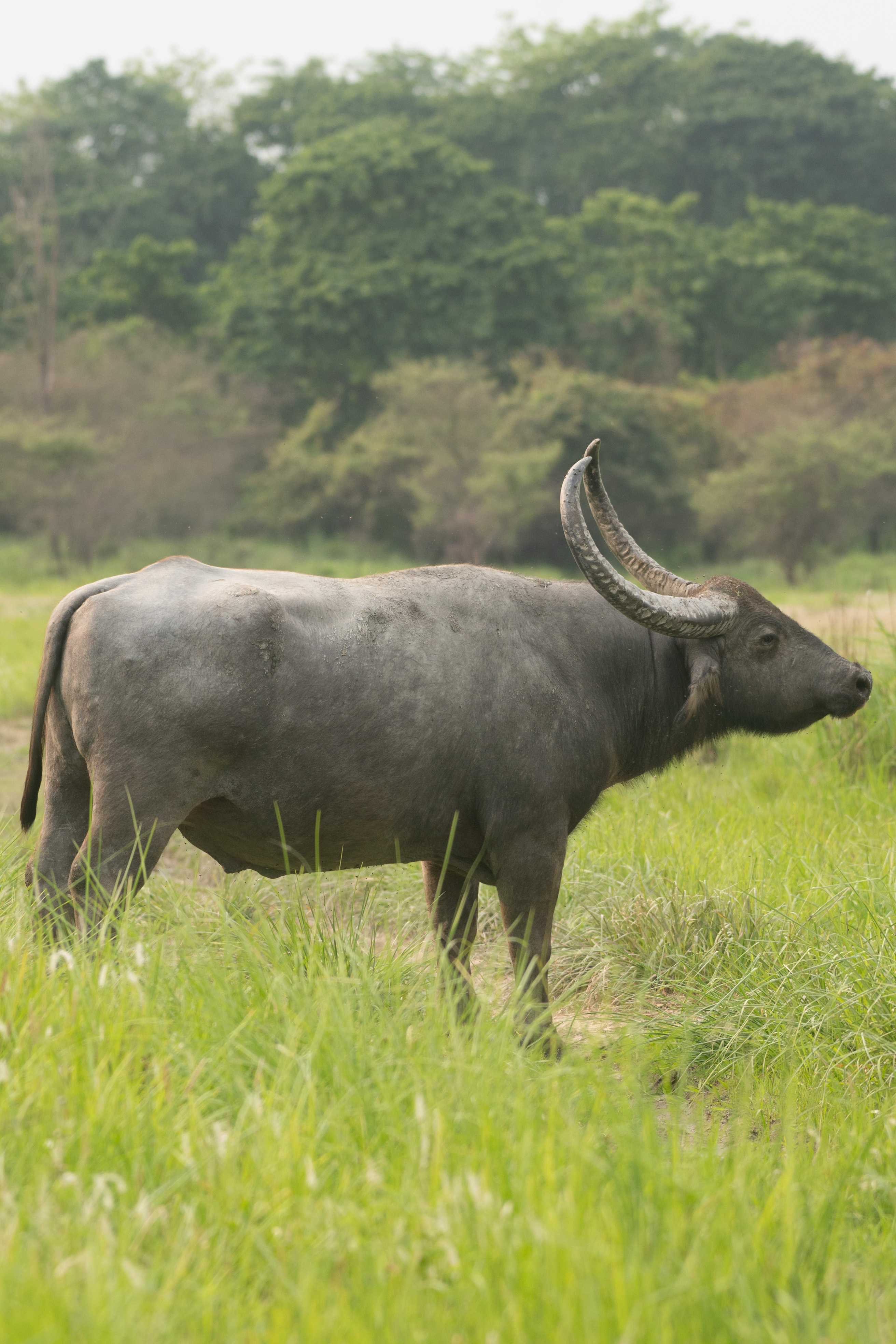 Animal Detection Object Detection Dataset by Maj Project