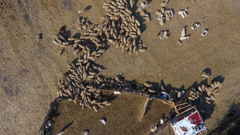 FYP2_SHEEP Object Detection Dataset by FINAL YEAR PROJECT