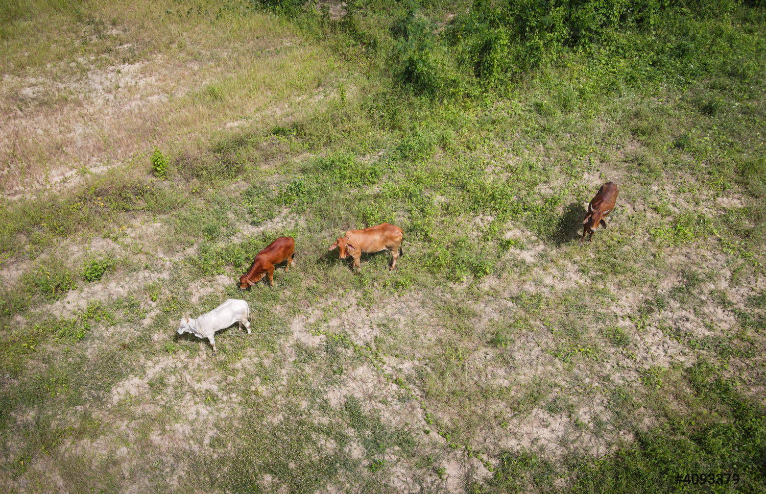 FYP2_COW Object Detection Dataset and Pre-Trained Model by FINAL YEAR PROJECT