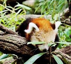 red panda together Object Detection Dataset by Explore Workspace