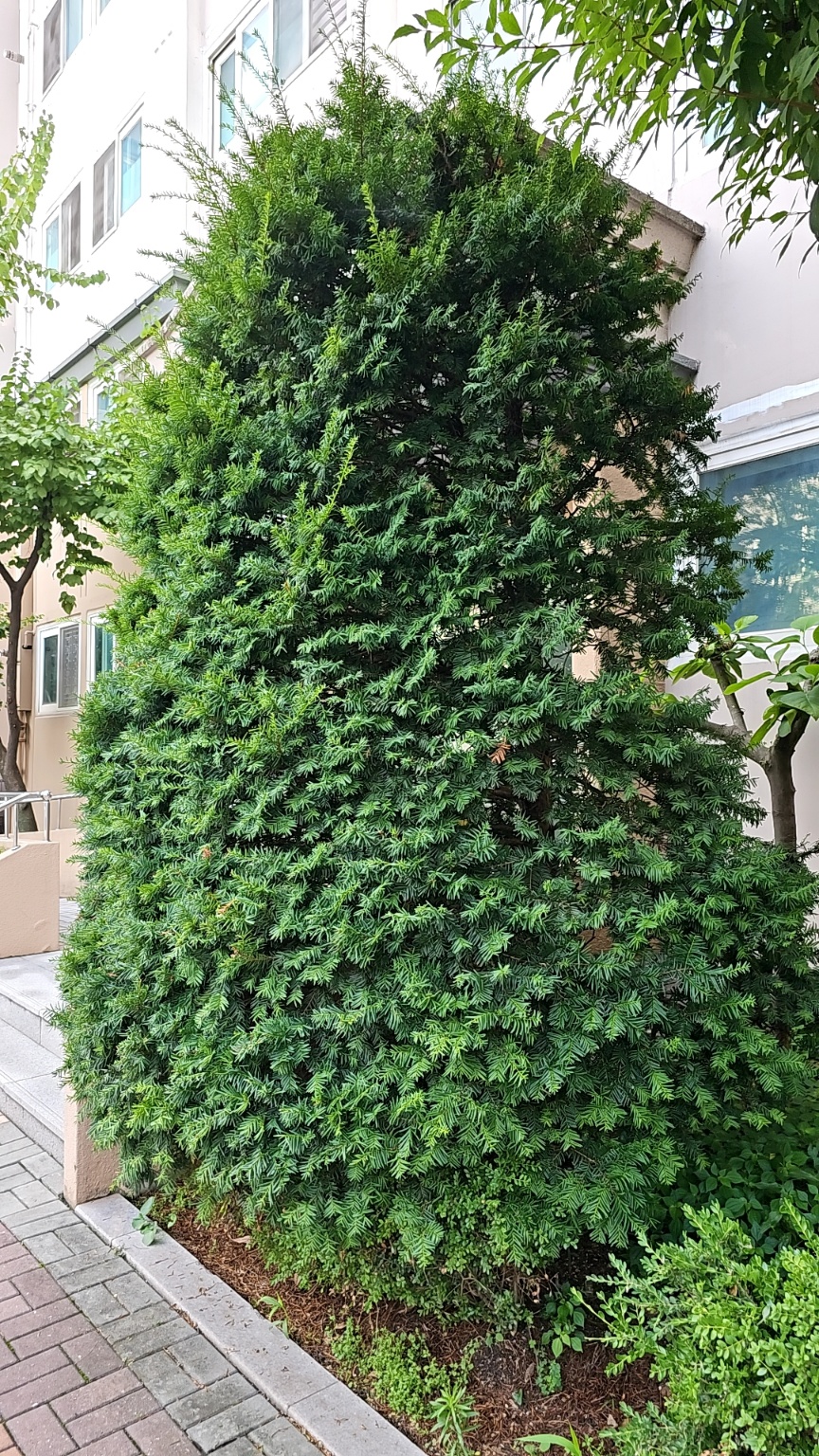 Plant Detection Object Detection Dataset And Pre Trained Model By Ask