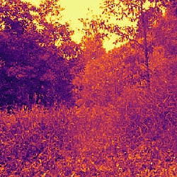 RGB Thermal Forest Fire Object Detection Model by Forest Fire Dataset