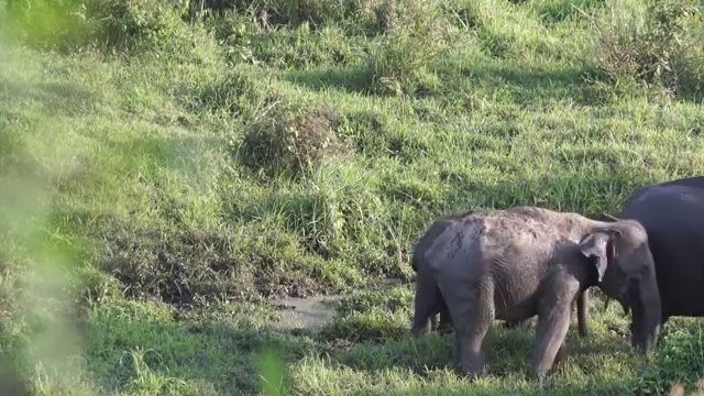 Calm Elephant Detection Object Detection Dataset By Nived