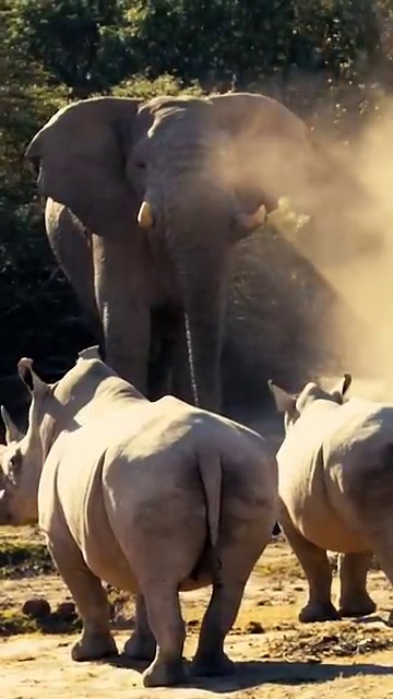 Aggressive Elephant Detection Object Detection Dataset And Pre Trained Model By Nived